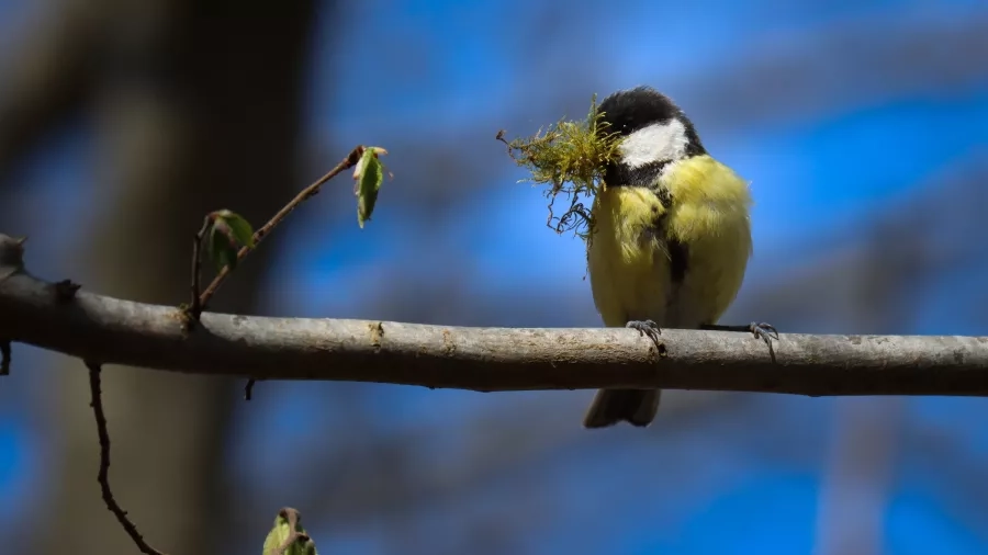 Fuglesang | Skoven i Skolen